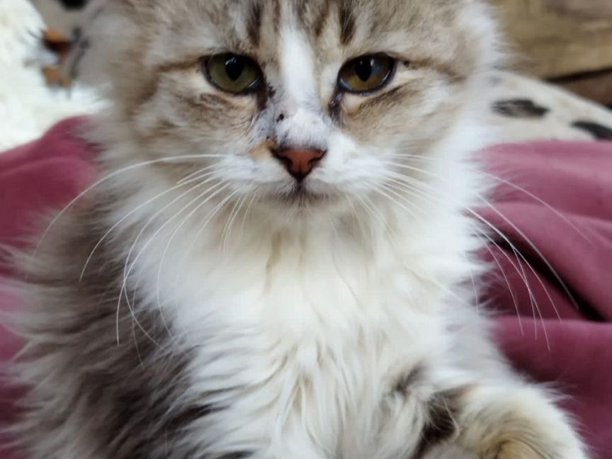 Особенная кошечка неврология нужен дом