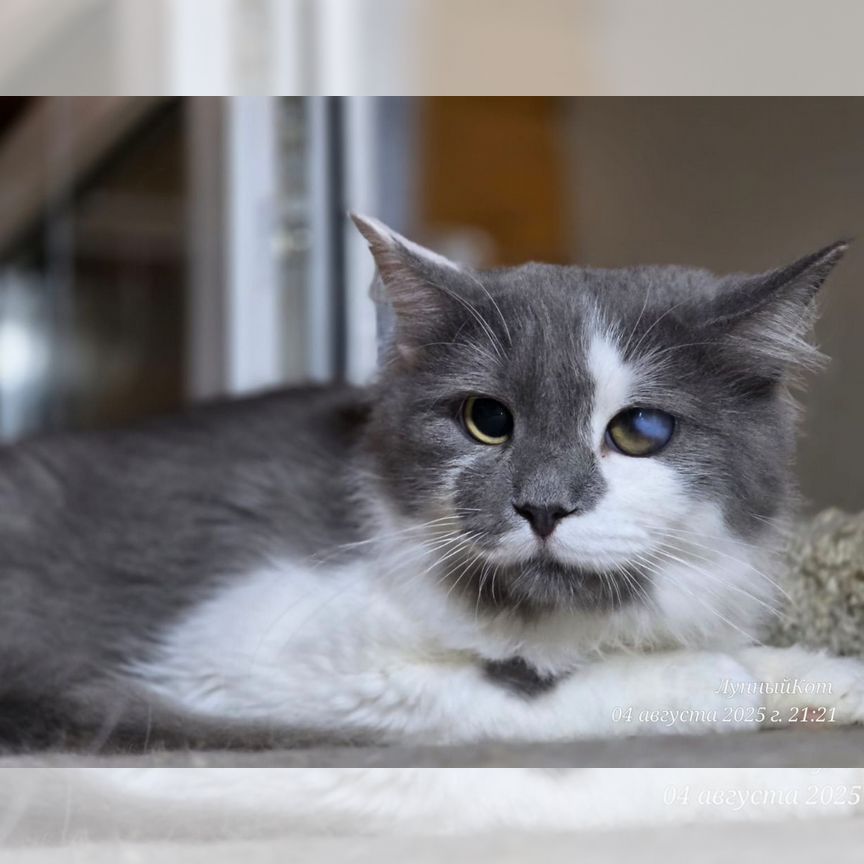 Котик Бельчонок ищет дом
