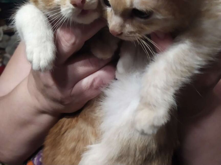 Рыжие котята