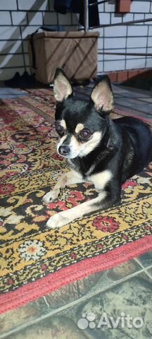 Щенки чихуахуа мини девочки