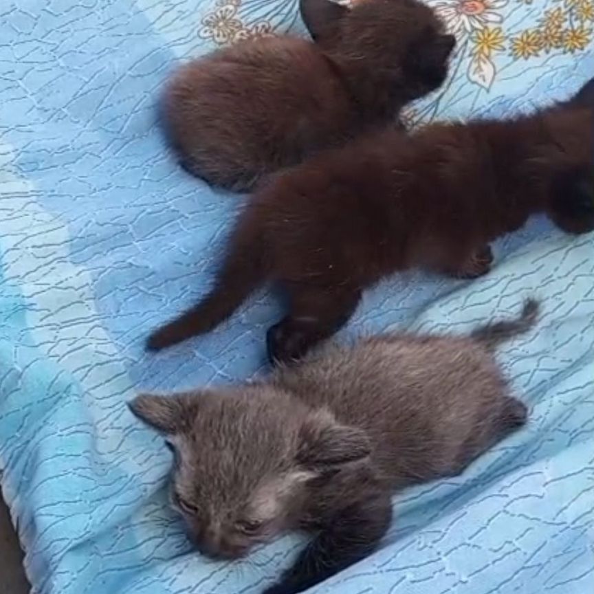 Котята чёрные пушистые