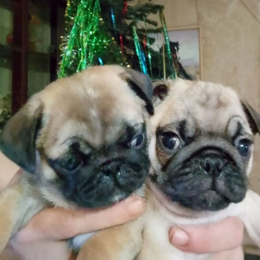 Мопс, щенок