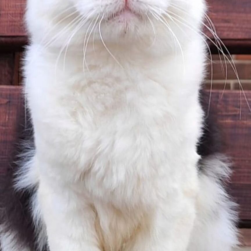 Молодой котик