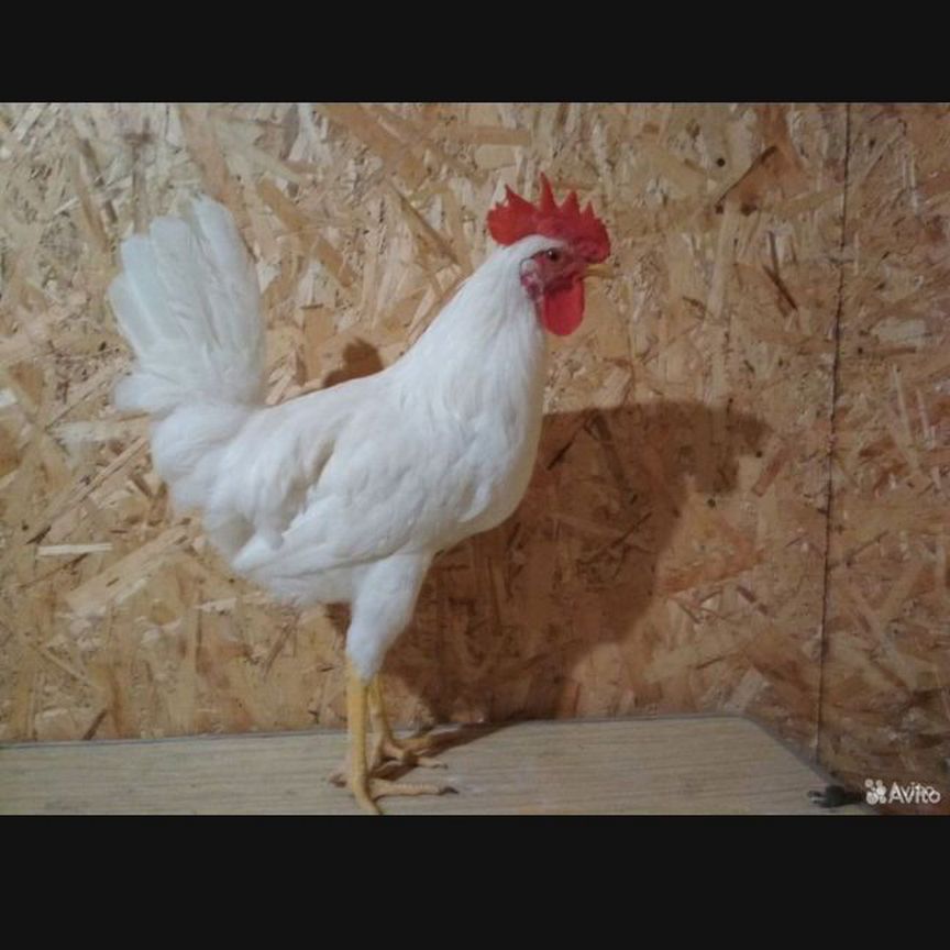 Молодые породистые петушки