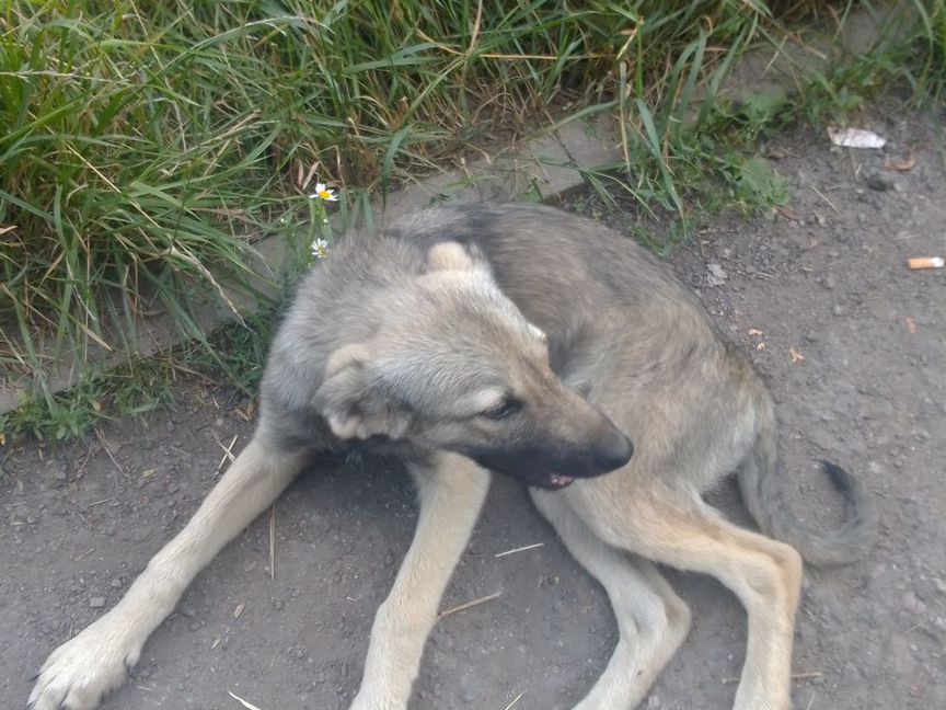 Собака Дора