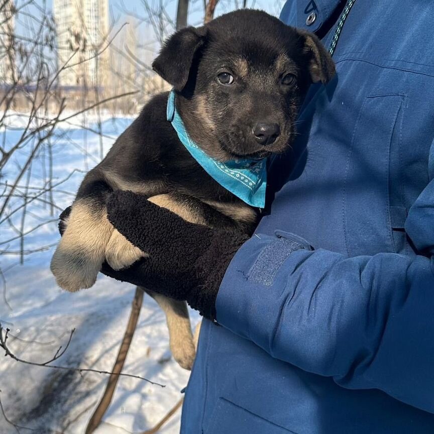 Щенок ищет дом и хозяина