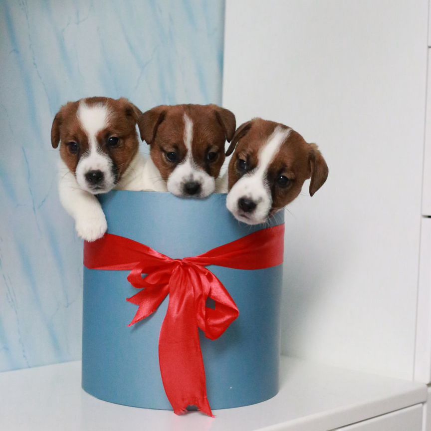 Щенки джек рассел терьер