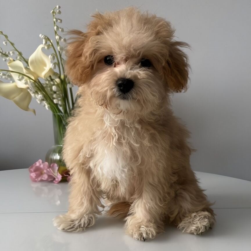 Мальтипу, щенок