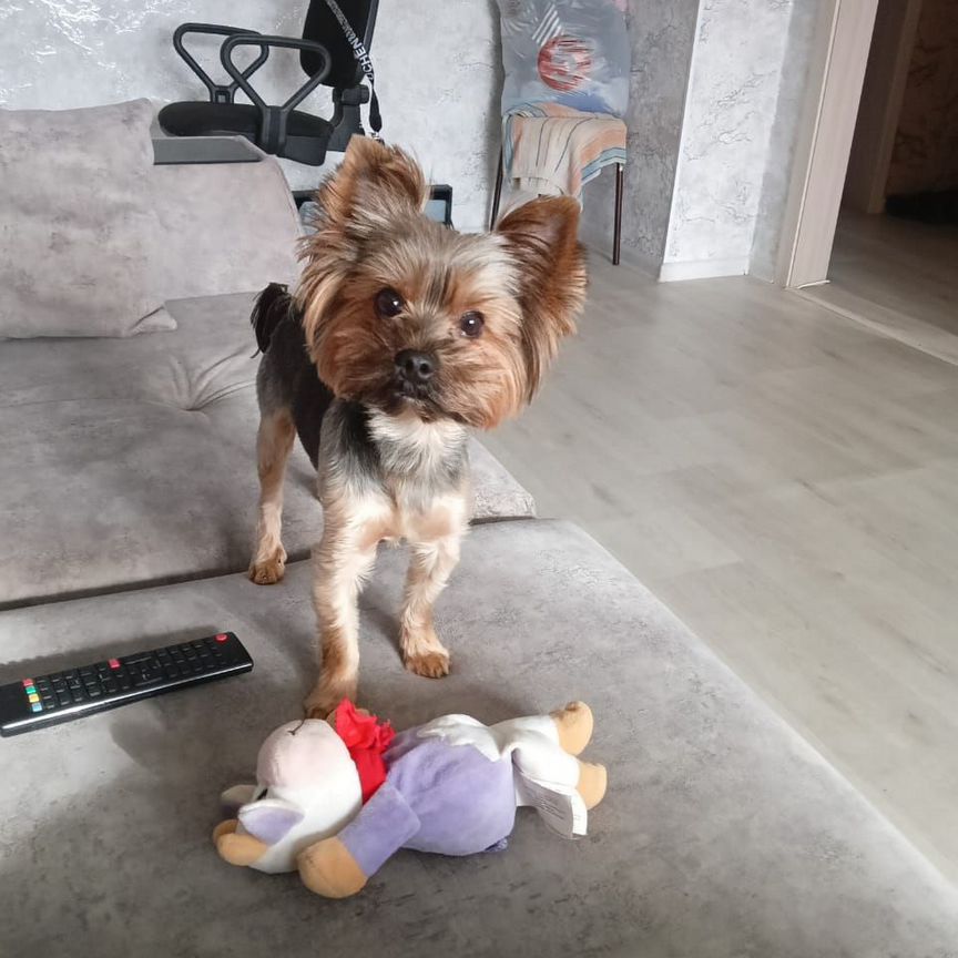 Вязка собак Йорка