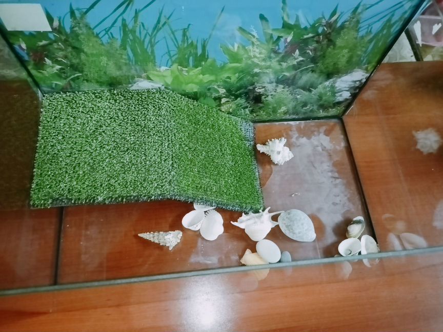 Аквариум с ракушками