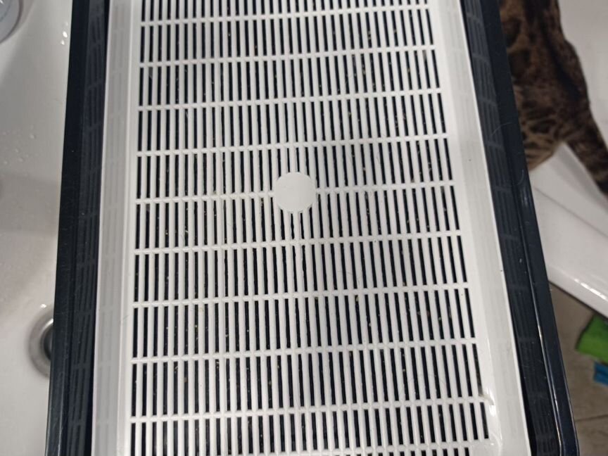 Лоток для котят. Бесплатно