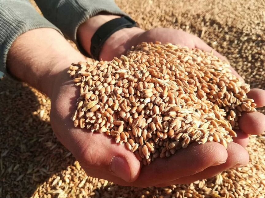 Кормовой овёс, Просо корма