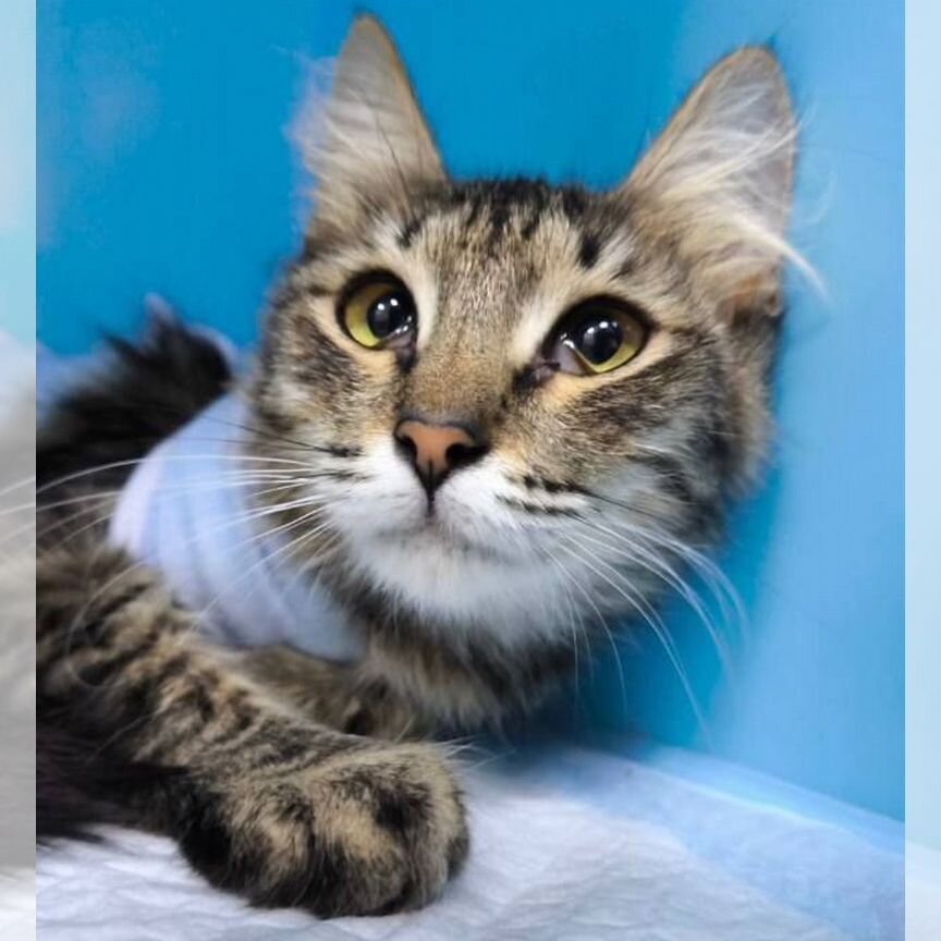 Котёнок в добрые руки