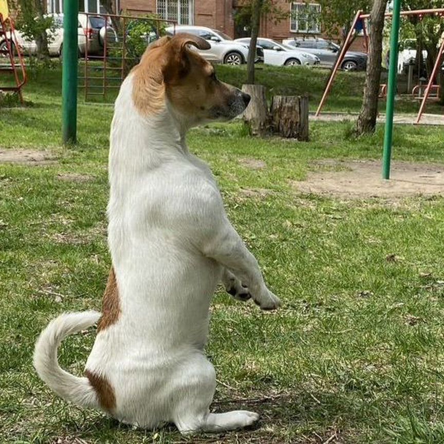 Щенки джек рассел терьер гладкошерстный