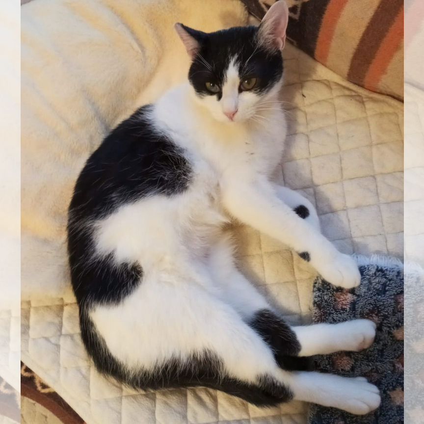 Самая Милая кошка на свете
