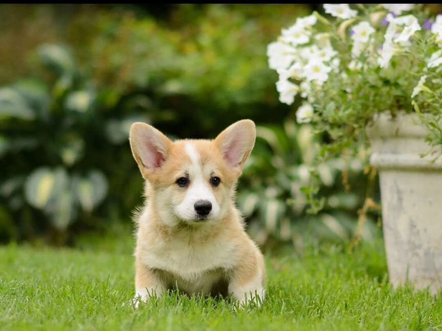 Щенки вельш-корги