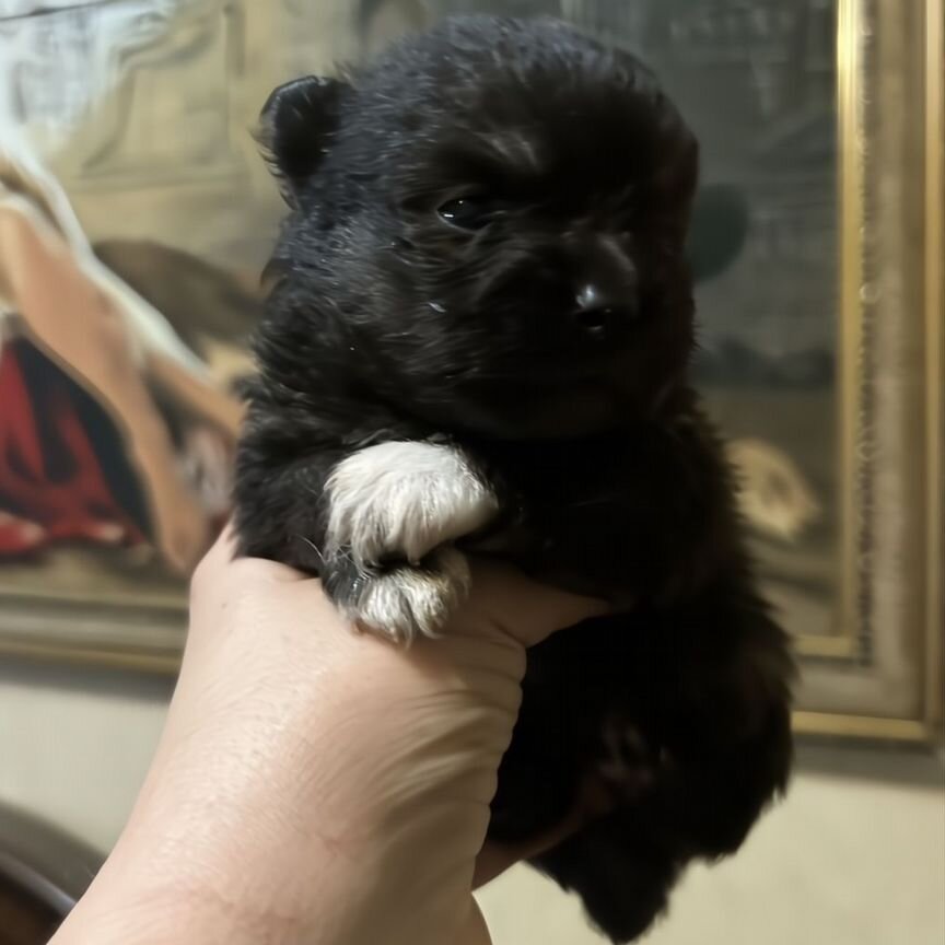 Померанский шпиц, щенок