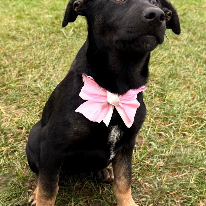 Щенок в добрые руки