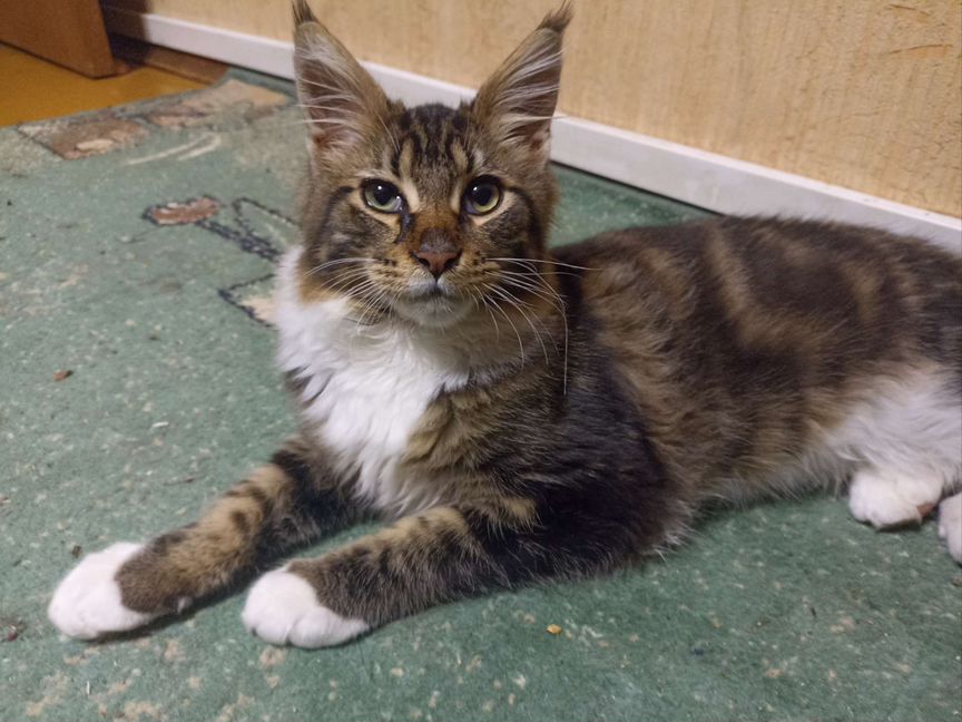 Мейн-кунчики