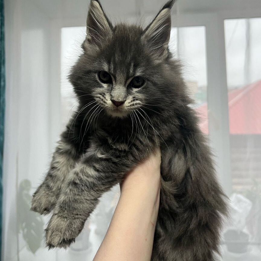 Мейн-кун котёнок