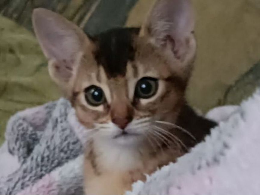 Абиссинская кошка