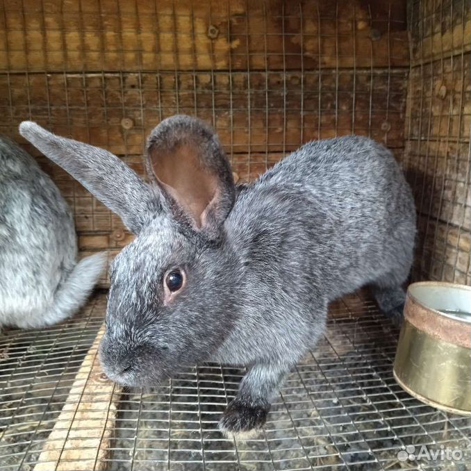 Полтавское серебро