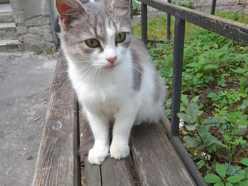 Европейская