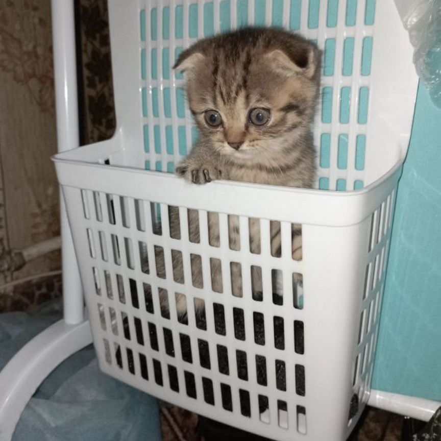 Шотландские котята