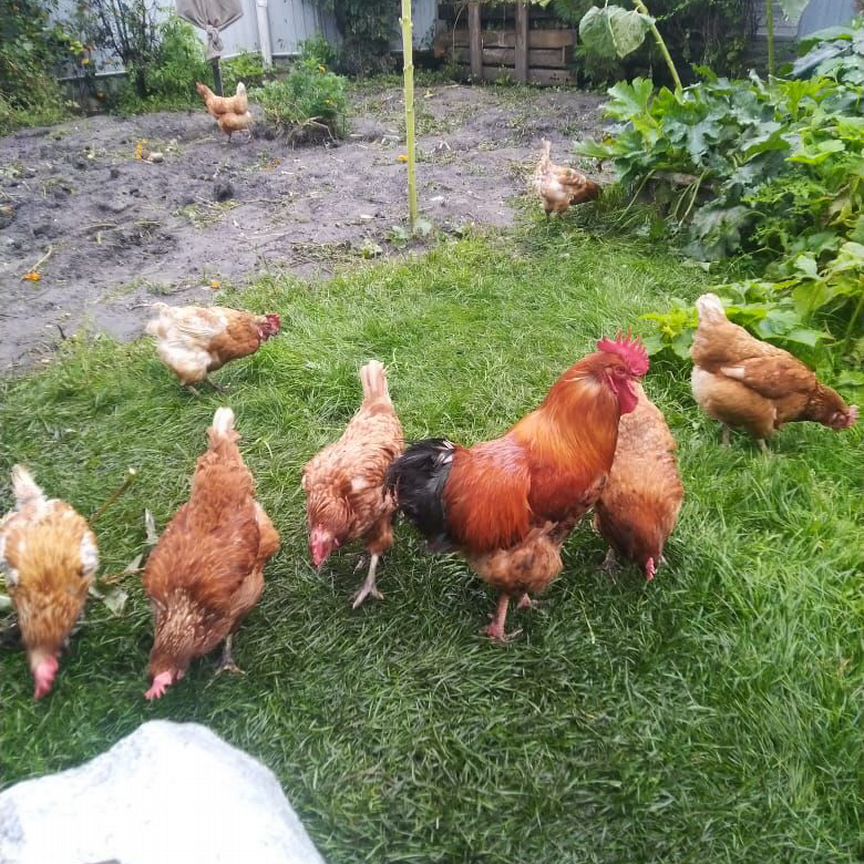 Продам семью кур в составе: 10 куриц и петух