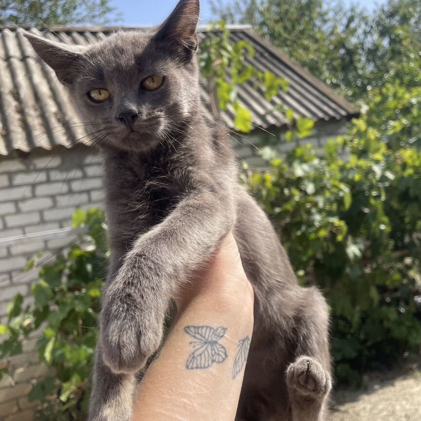 Отдам котят в добрые руки