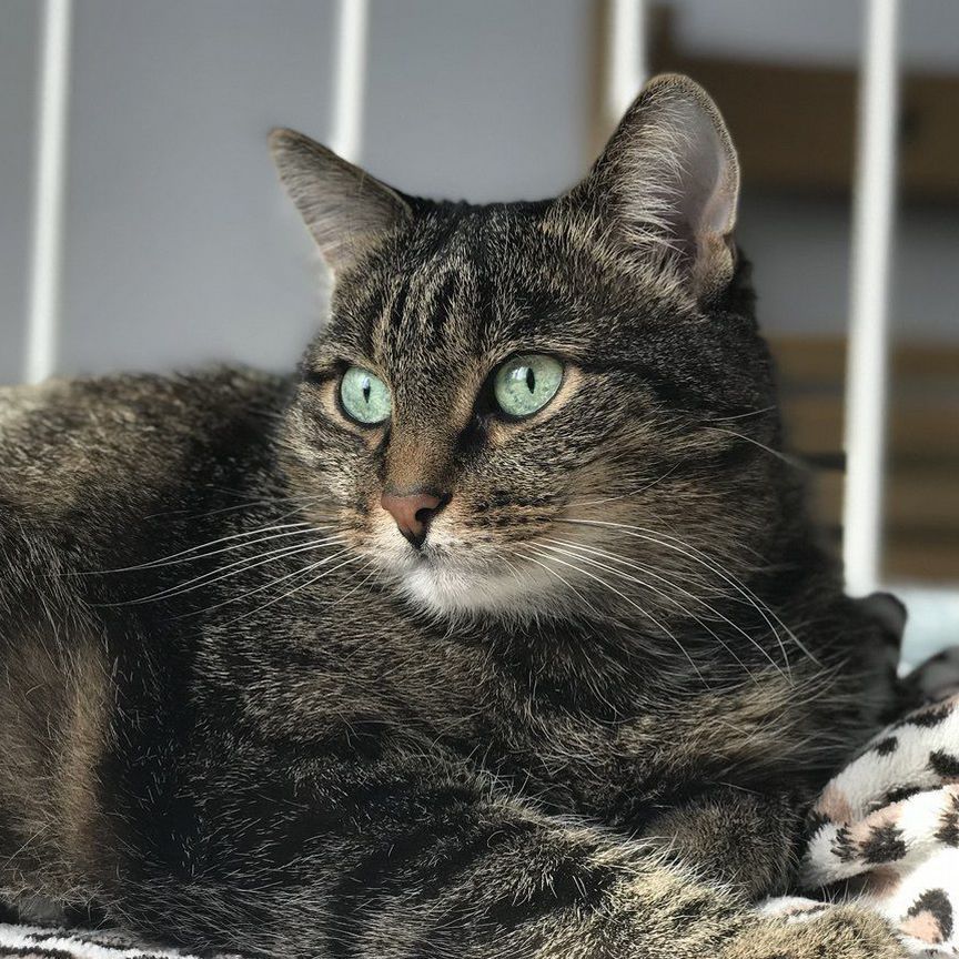 Взрослый кот в добрые руки