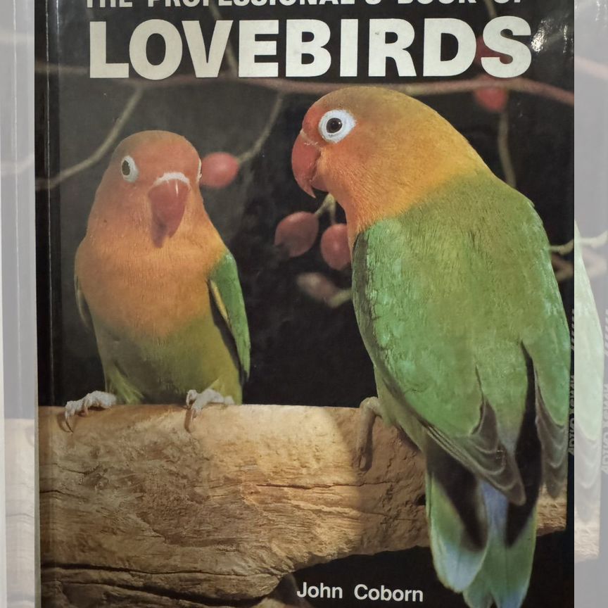 Попугай неразлучники