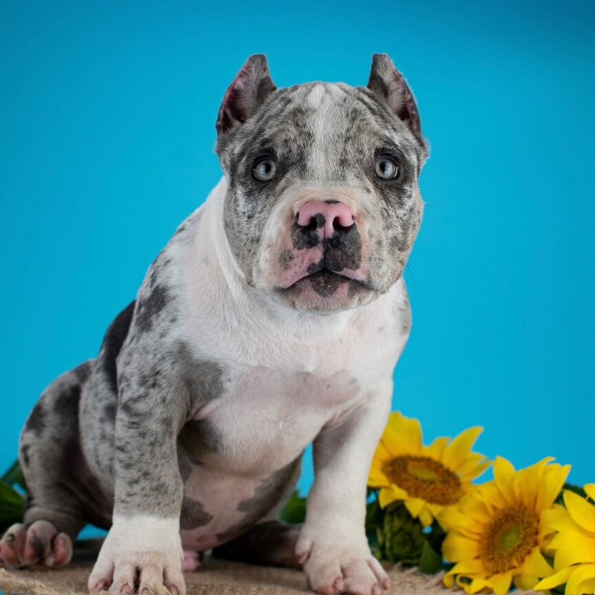Американский Булли щенок