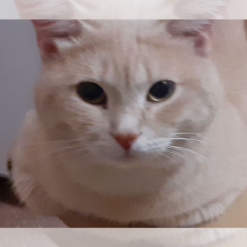 Взрослый кот в добрые руки