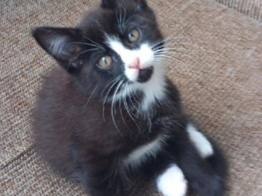 Бездомному Маркизику (2 мес) нужна семья