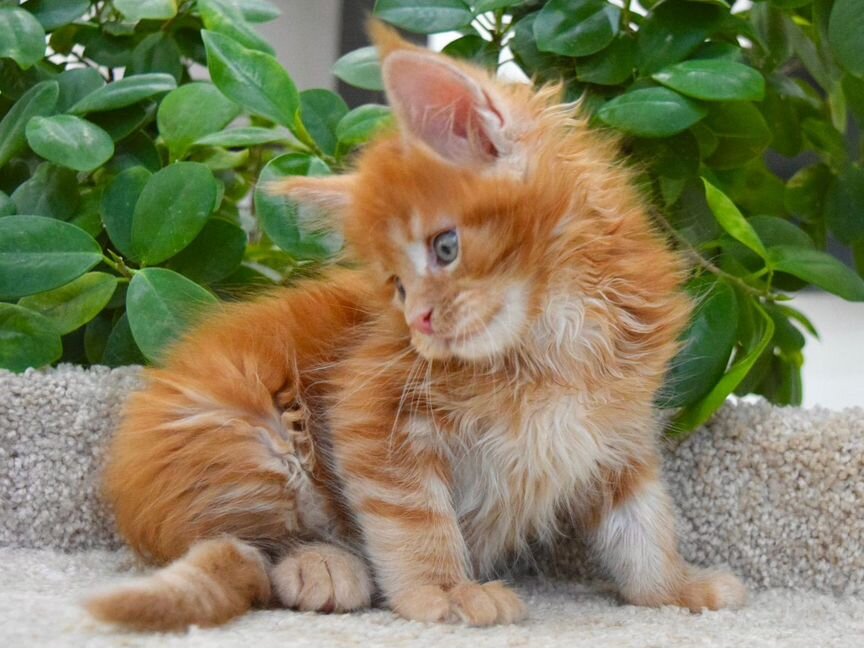 Котята мейн-кун