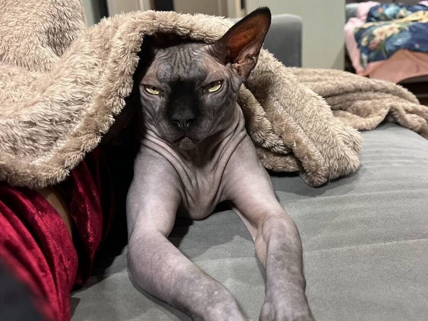 Сфинкс. Бесплатно