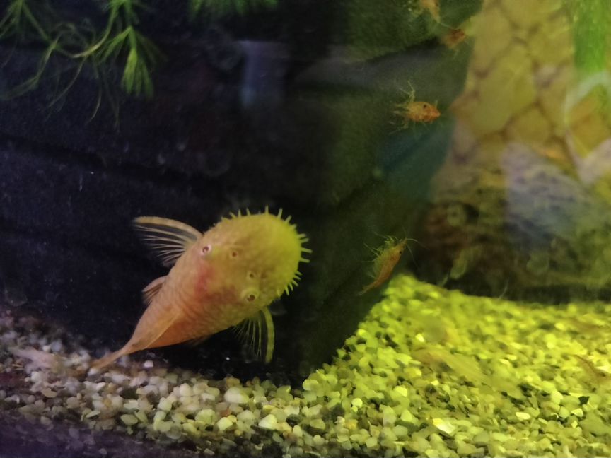 Продам сомиков анцитрусов