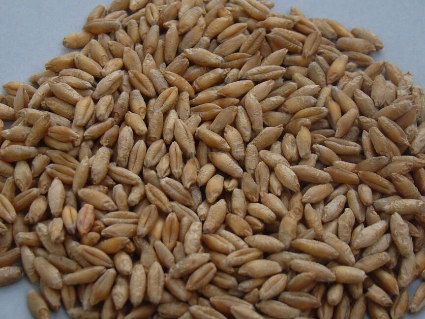 Семена тритикале