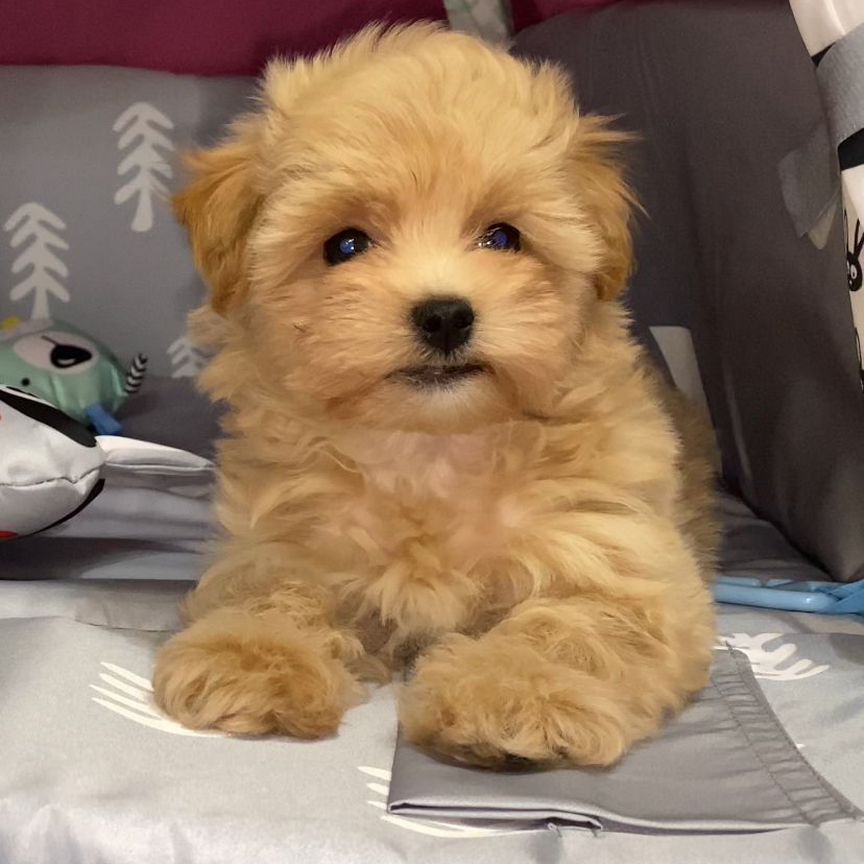 Мальтипу несколько пометов