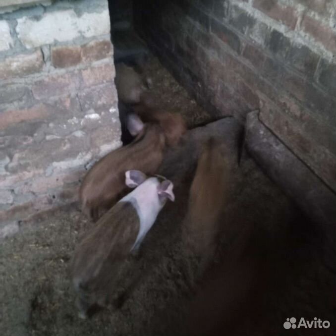 Венгерская мангалица