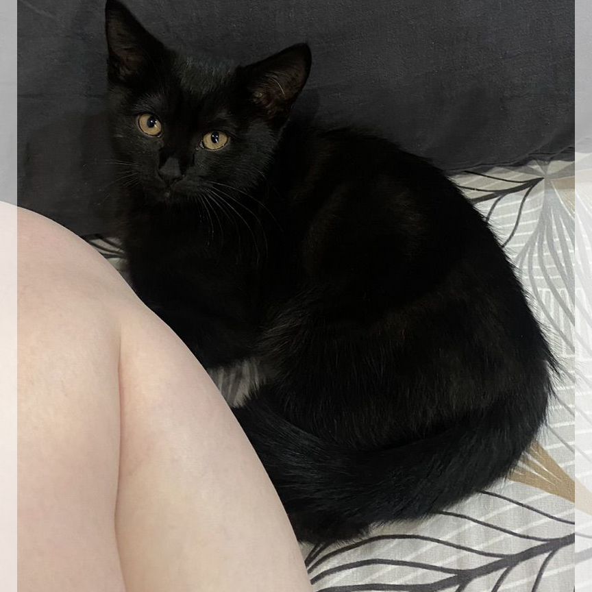 Подарю котенка