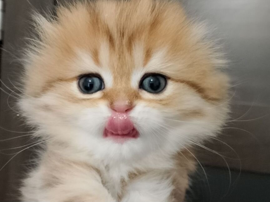 Шотландские вислоухие котята