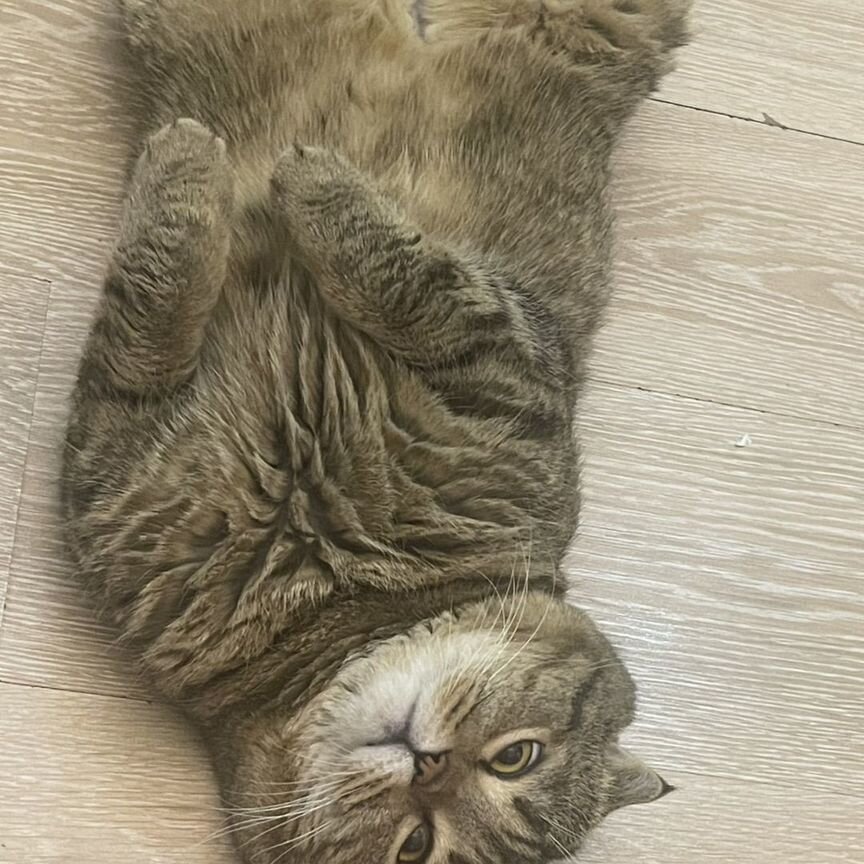 Кот для вязки