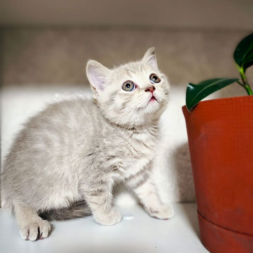 Шотландские котята