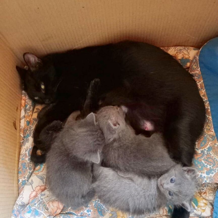 Животные в добрые руки бесплатно