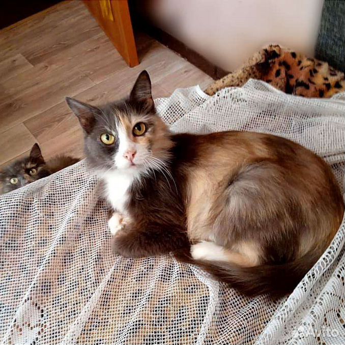 Марфушечке кошечка красотушечка ищет дом