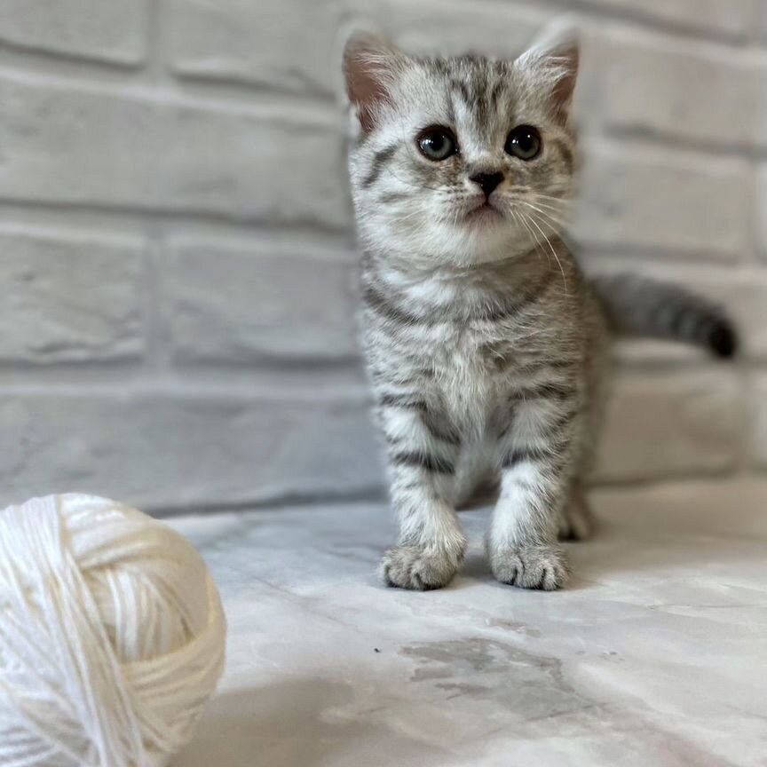 Шотландская вислоухая