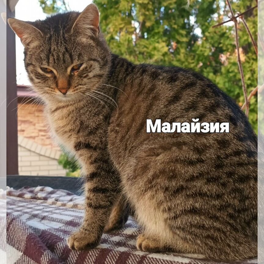 Кошка молодая мини размера
