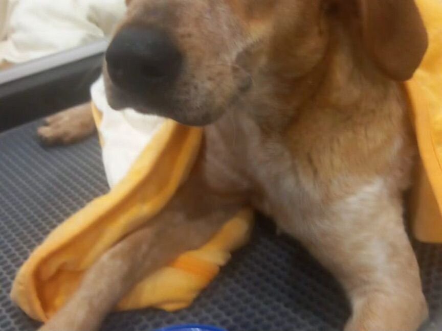 Прекрасное создание ищет семью